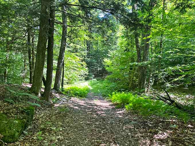 Forest trails in Hawley wind through nature so pristine, you'll forget what century you're living in.