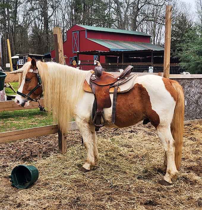 This pint-sized steed is saddled up and ready to make some kid's entire year in one afternoon.