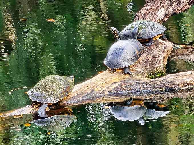 These turtles have mastered the art of retirement: find a sunny log, stack up, and enjoy the view.