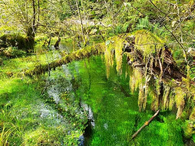 When the forest creek glows this shade of electric green, you start questioning everything you thought you knew about reality.
