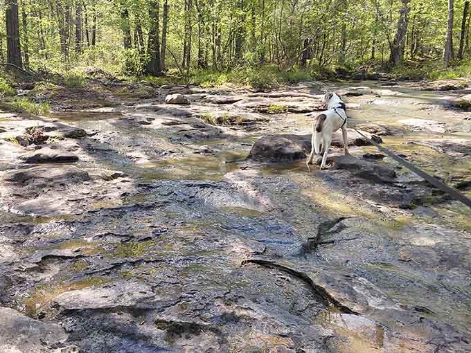 Even the four-legged hikers know a good waterfall spot when they see one, clearly living their best life.