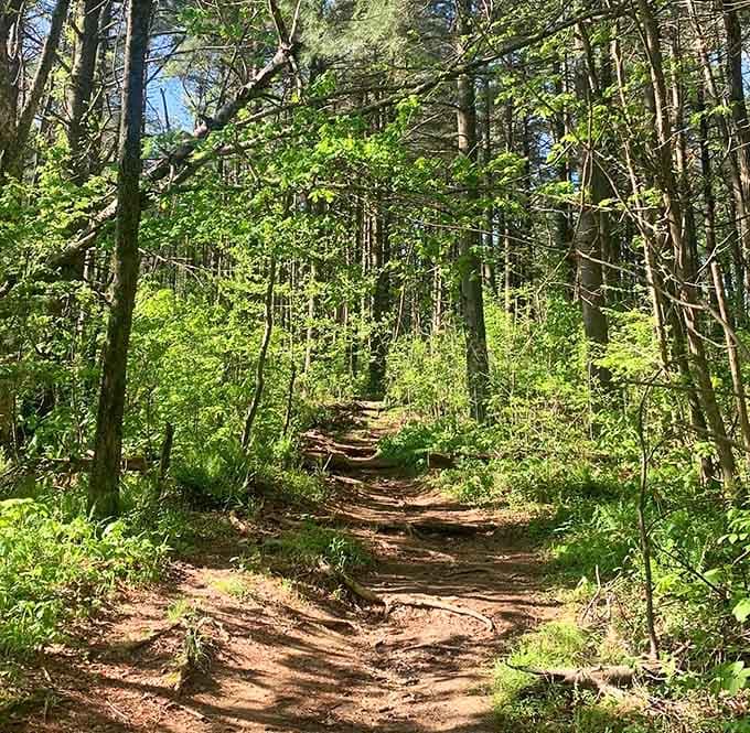 Sunlight filters through towering hardwoods, illuminating a path that whispers invitations to wander deeper into the wild.