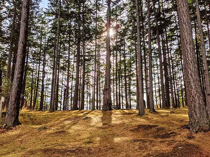 Sunlight filters through towering trees, creating nature's own cathedral minus the uncomfortable wooden pews.