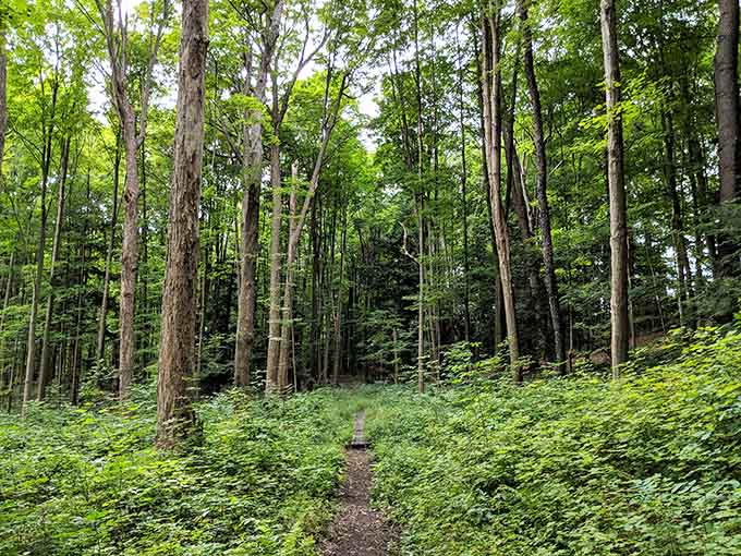 Forest trails where the only traffic jam involves deciding which peaceful path to take next.