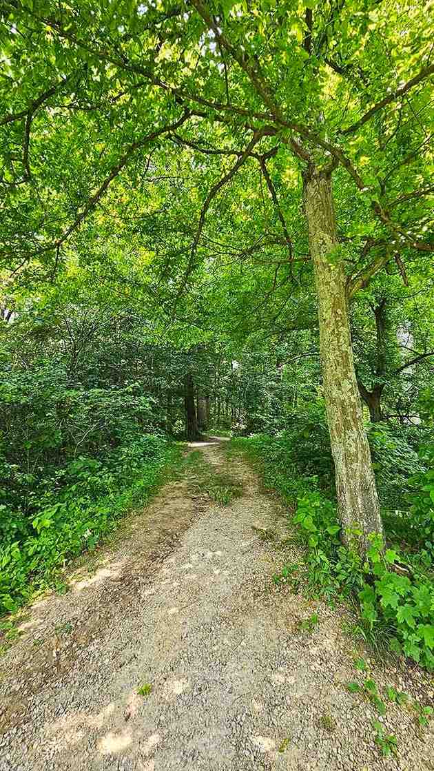 This canopy of green creates nature's own cathedral, where sunlight filters through like stained glass windows.