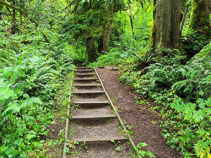 Wooden steps leading into the forest, because even nature appreciates a little infrastructure now and then.
