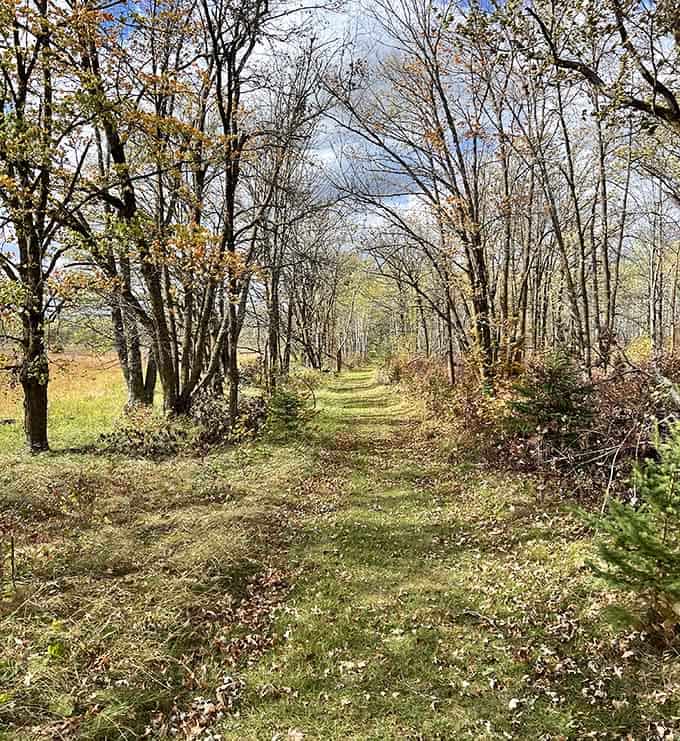 This woodland path practically begs you to take a leisurely stroll and forget what day of the week it is.