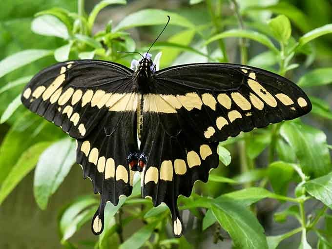 This Giant Swallowtail butterfly proves that Lake Tohopekaliga's beauty isn't limited to what's happening in the water below.