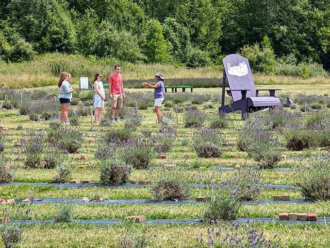 Visitors wandering among the lavender like they've stumbled into their own personal Hallmark movie scene.