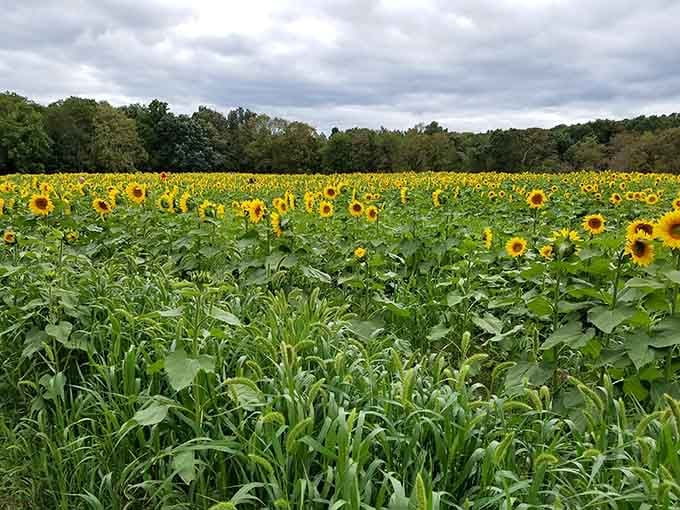 Rows upon rows of cheerful faces tracking the sun, creating Instagram gold and childhood memories simultaneously.