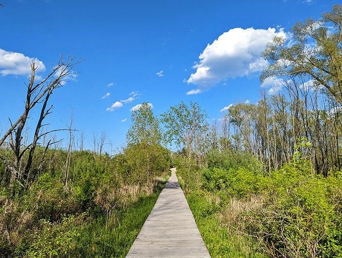 The boardwalk stretches ahead like an invitation, beckoning you toward whatever natural wonders await around that bend.