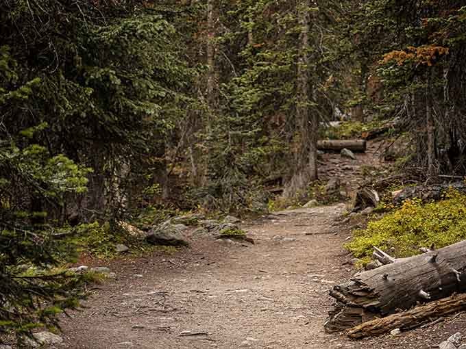 The trail winds through trees like a choose-your-own-adventure book, except every choice leads somewhere beautiful.
