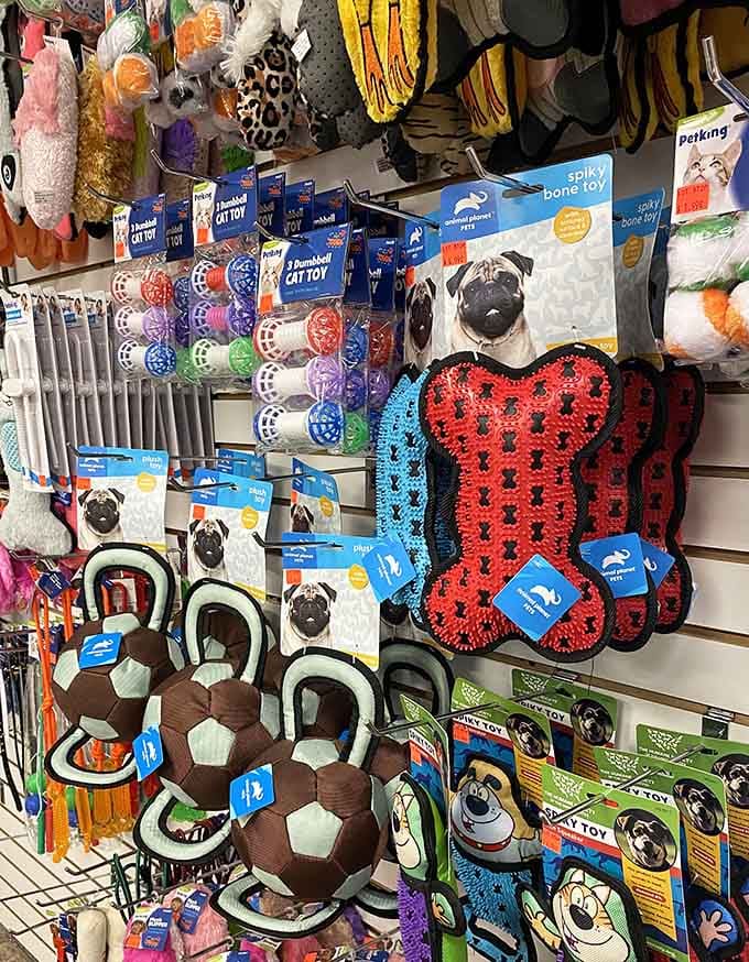 Your pet deserves nice things too, and these colorful toys won't require choosing between Fido's happiness and rent.