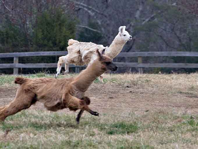 When llamas play, they achieve a level of joyful chaos that's both hilarious and slightly intimidating.