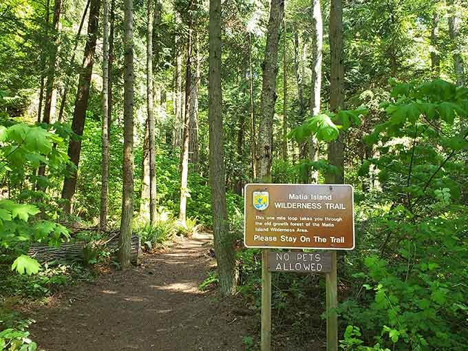 The wilderness trail sign promises old-growth forest magic, and unlike most promises, this one actually delivers.