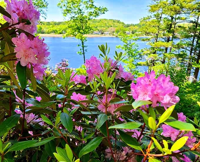 When the azaleas frame the Merrimack River like this, you'll understand why people keep this place their little secret.