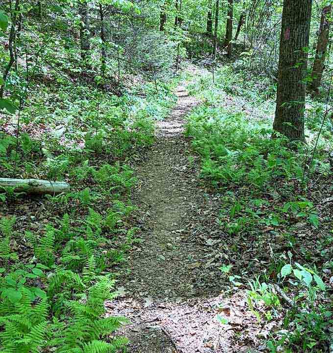 The trail beckons through green tunnels where the only traffic jam involves squirrels and songbirds.