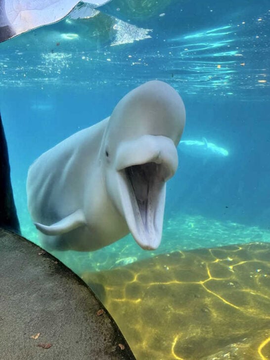The Only Place In New England Where You Can Watch Beluga Whales Is ...