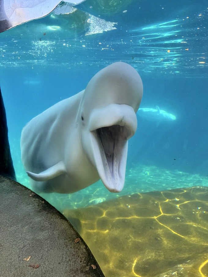 When a beluga whale swims up to say hello, that perpetual smile becomes absolutely contagious &ndash; pure underwater joy in action.