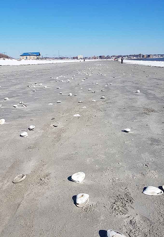 Nature's confetti scattered across the sand, each shell a tiny souvenir from the ocean's endless collection.
