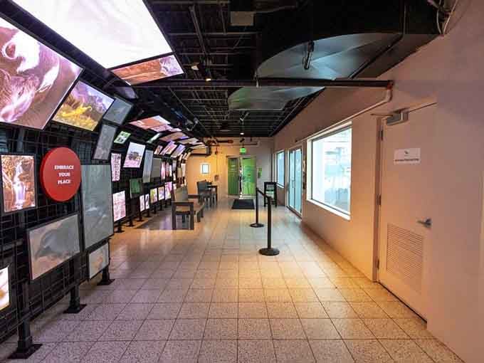 The indoor gallery wraps you in vivid screens and nature imagery, quietly reminding you that the world outside is extraordinary.