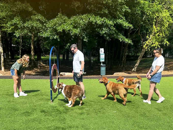Dogs practicing their circus skills through hoops, because apparently fetch wasn't challenging enough for today's overachievers.