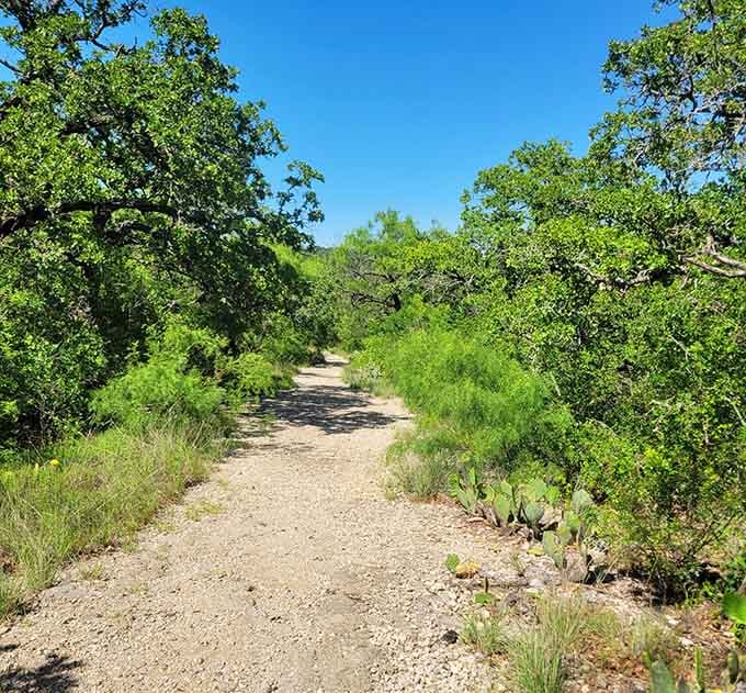The trails here prove that sometimes the best paths are the ones nature's slowly reclaiming for itself.