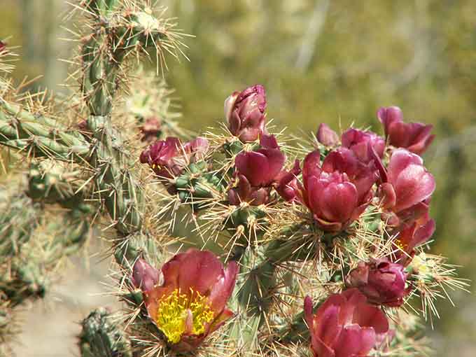 When cacti decide to bloom, they don't mess around with subtlety or restraint, do they?