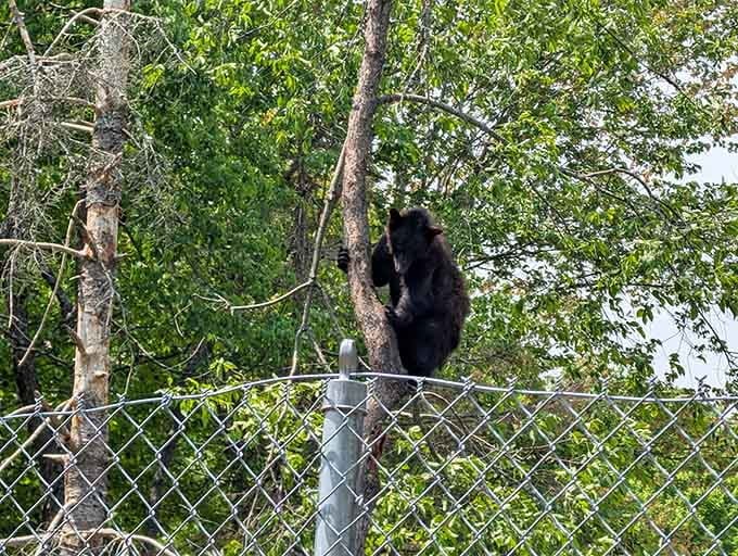 This bear's tree-climbing skills would make any gym instructor jealous of its upper body strength and determination.