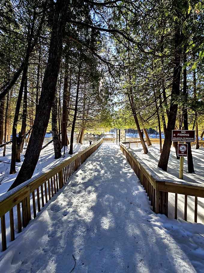 Snow-dusted boardwalk leads through winter woods to a spring that refuses to freeze, defying seasonal expectations beautifully.