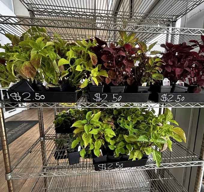 Fresh herbs and plants bring garden-fresh possibilities to your kitchen, no green thumb required for this harvest.