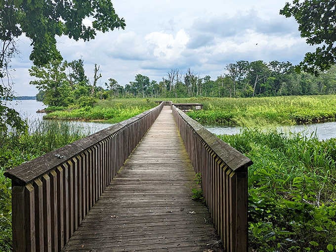 This boardwalk leads straight into nature's living room, where the wildlife doesn't mind unexpected guests.