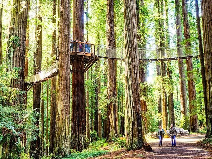 The walkway weaves through the canopy like nature's own highway system, minus the traffic jams.