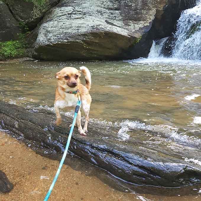 Even the four-legged visitors can't resist taking a victory lap through this mountain oasis.