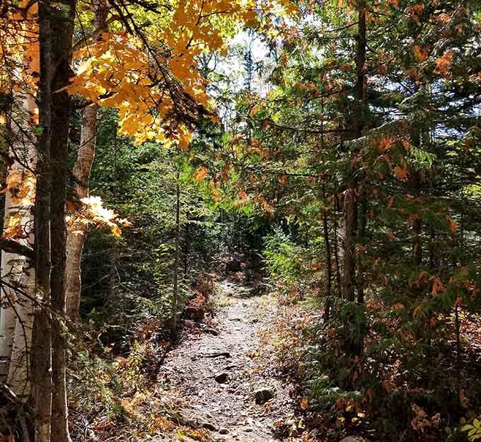 Golden autumn leaves frame this peaceful trail where every step crunches with the satisfying sound of adventure calling.