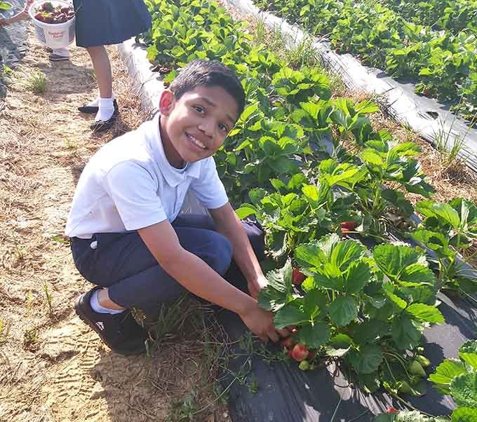 That grin says he's found treasure in the rows, and honestly, sun-warmed strawberries are better than gold.