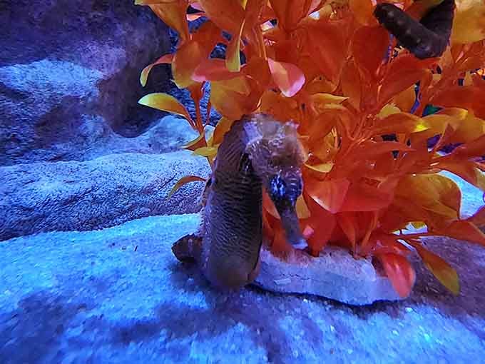Finding this little guy tucked among the anemones is like spotting Waldo, except way more rewarding and significantly less striped.
