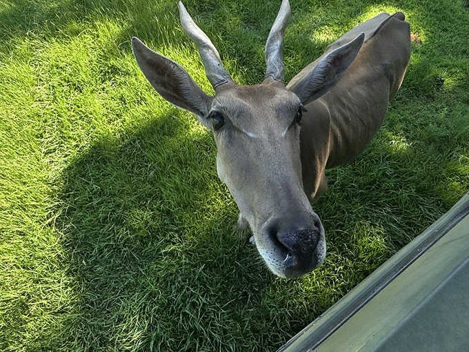 That face says "yes, I'm adorable, and yes, I know it," which is basically the antelope version of confidence.