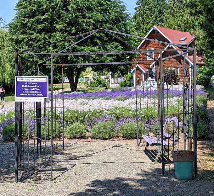 Purple Haze Lavender Farm turns Sequim into Provence, minus the transatlantic flight and French prices.