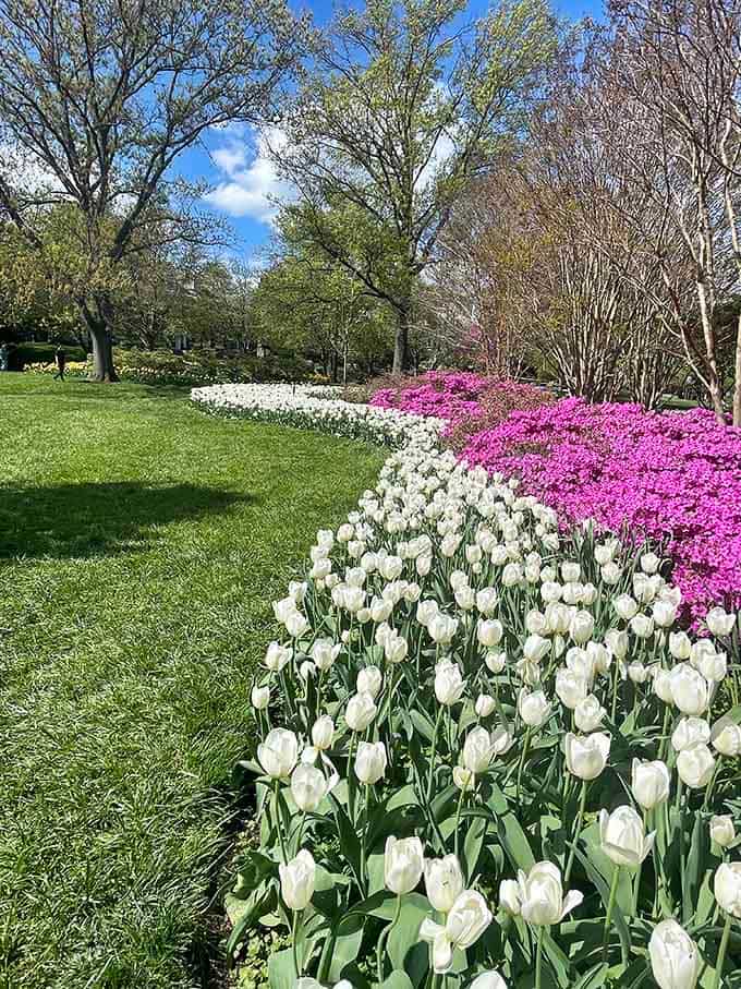 White tulips standing elegant and pristine while pink azaleas absolutely steal the show in the background.