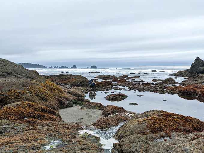 Low tide reveals a wonderland of marine life that's better than any aquarium you've ever visited.
