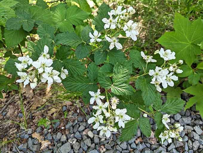 Delicate white blossoms line the trail like nature's breadcrumbs, guiding hikers through Connecticut's woodland wonderland each spring.