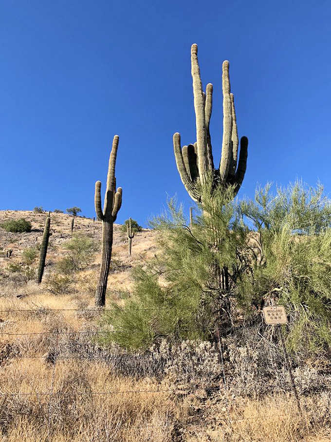 Standing tall like desert sentinels, these magnificent saguaros have been perfecting their poses for over a century.