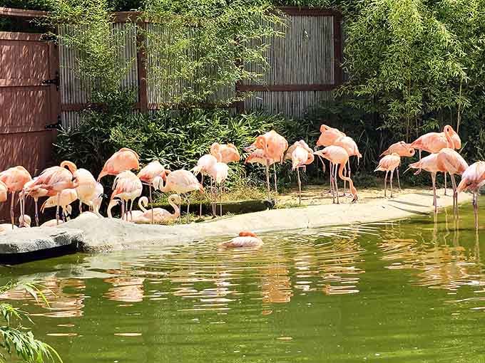 Flamingos strike their signature pose, looking like they're perpetually ready for their close-up at this fabulous zoo.