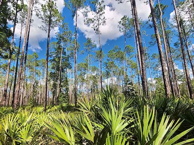 Towering pines reach skyward like nature's cathedral, creating shade and wonder in equal measure throughout your hike.
