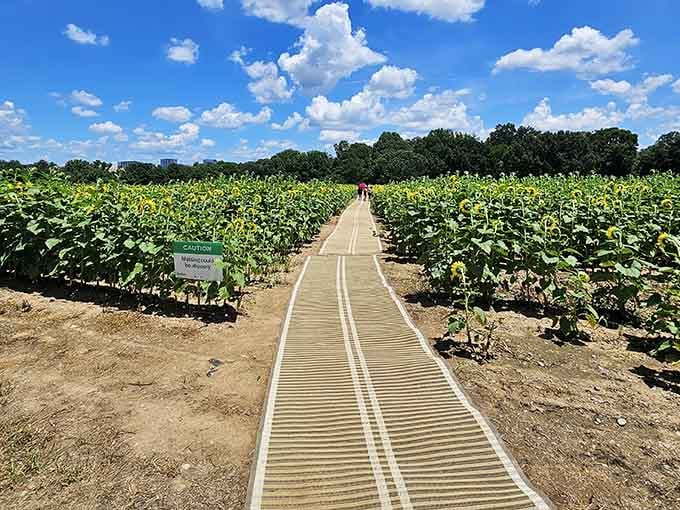 Accessibility meets acres of sunshine, ensuring everyone gets their moment in this golden paradise.