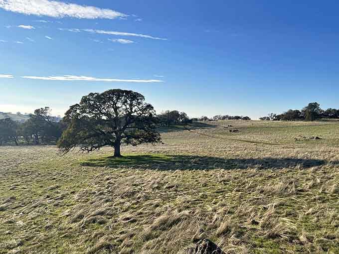 Rolling hills and oak trees prove that California knew how to do scenery long before Instagram existed.