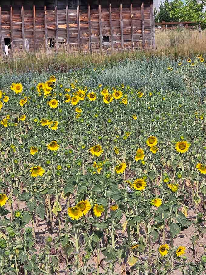 Row after row of brilliant yellow blooms create a landscape so vibrant it almost doesn't seem real.