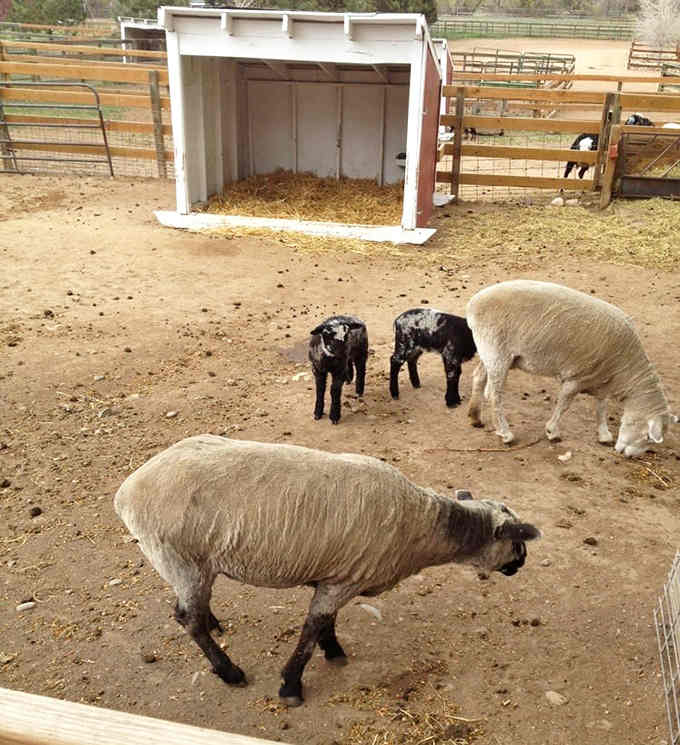 Baby sheep with their wobbly legs and fluffy coats prove that cuteness truly knows no bounds.