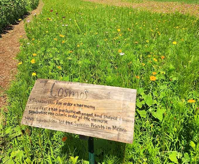 Cosmos blooms create their own rainbow, proving that sunflowers aren't the only stars of this agricultural production.